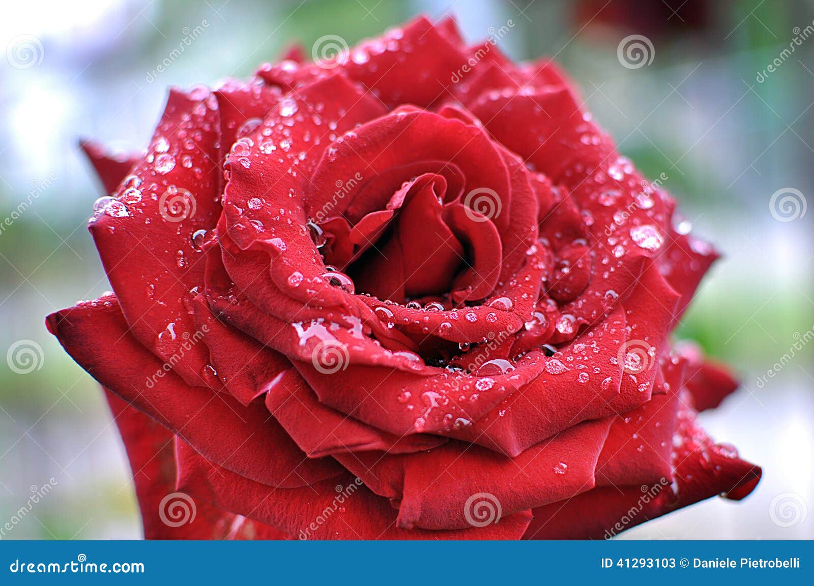 Red rose with dew stock image. Image of drops, passion - 41293103