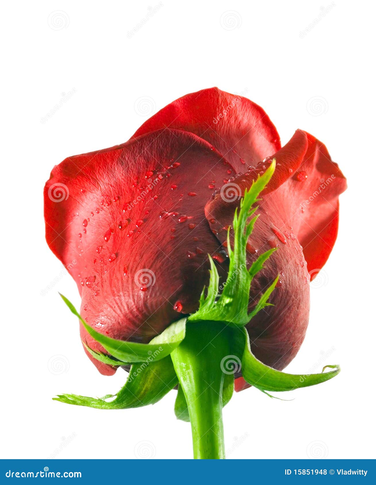 Red rose dew drop stock photo. Image of gift, holiday - 15851948