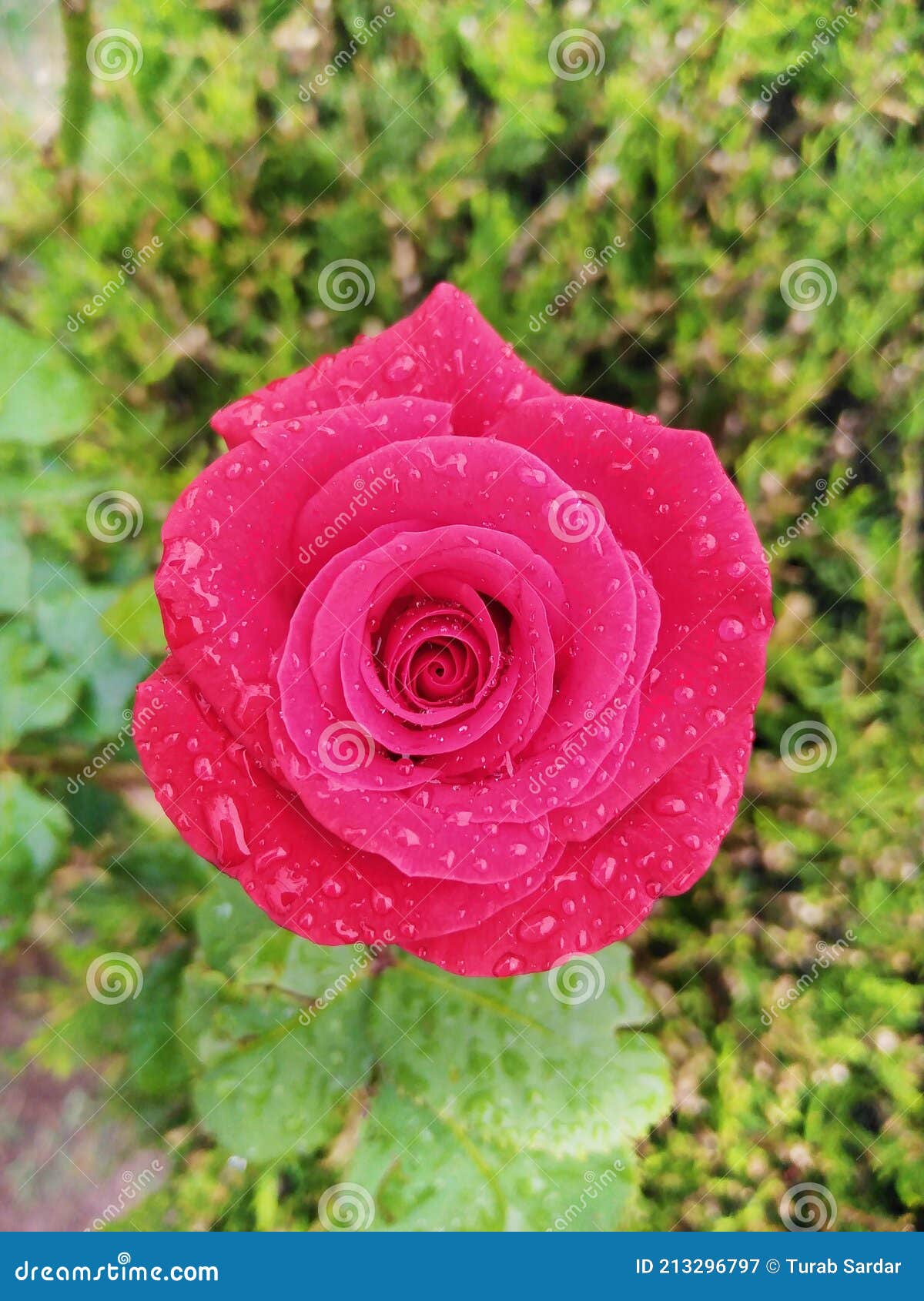 Red Rose with Dew Drop Wallpaper Stock Image - Image of wallpaper, drop ...