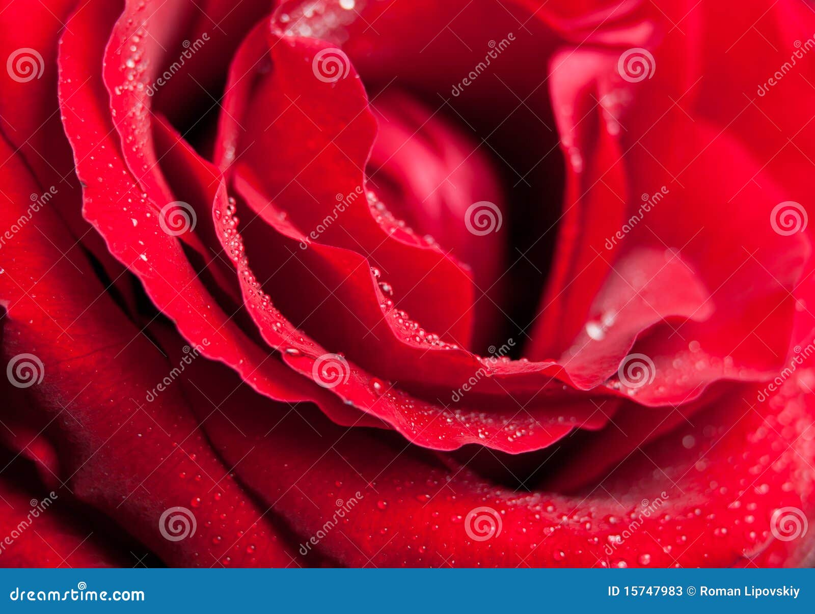 Red rose dew drops. stock image. Image of flower, drop - 15747983