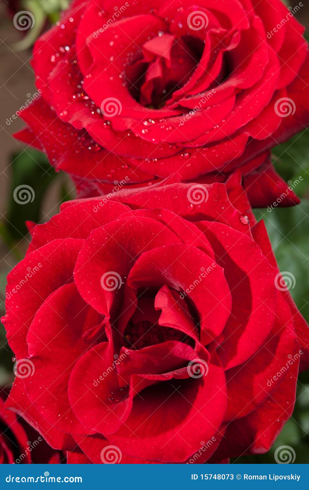 Red rose dew drops. stock image. Image of soft, symbol - 15748073