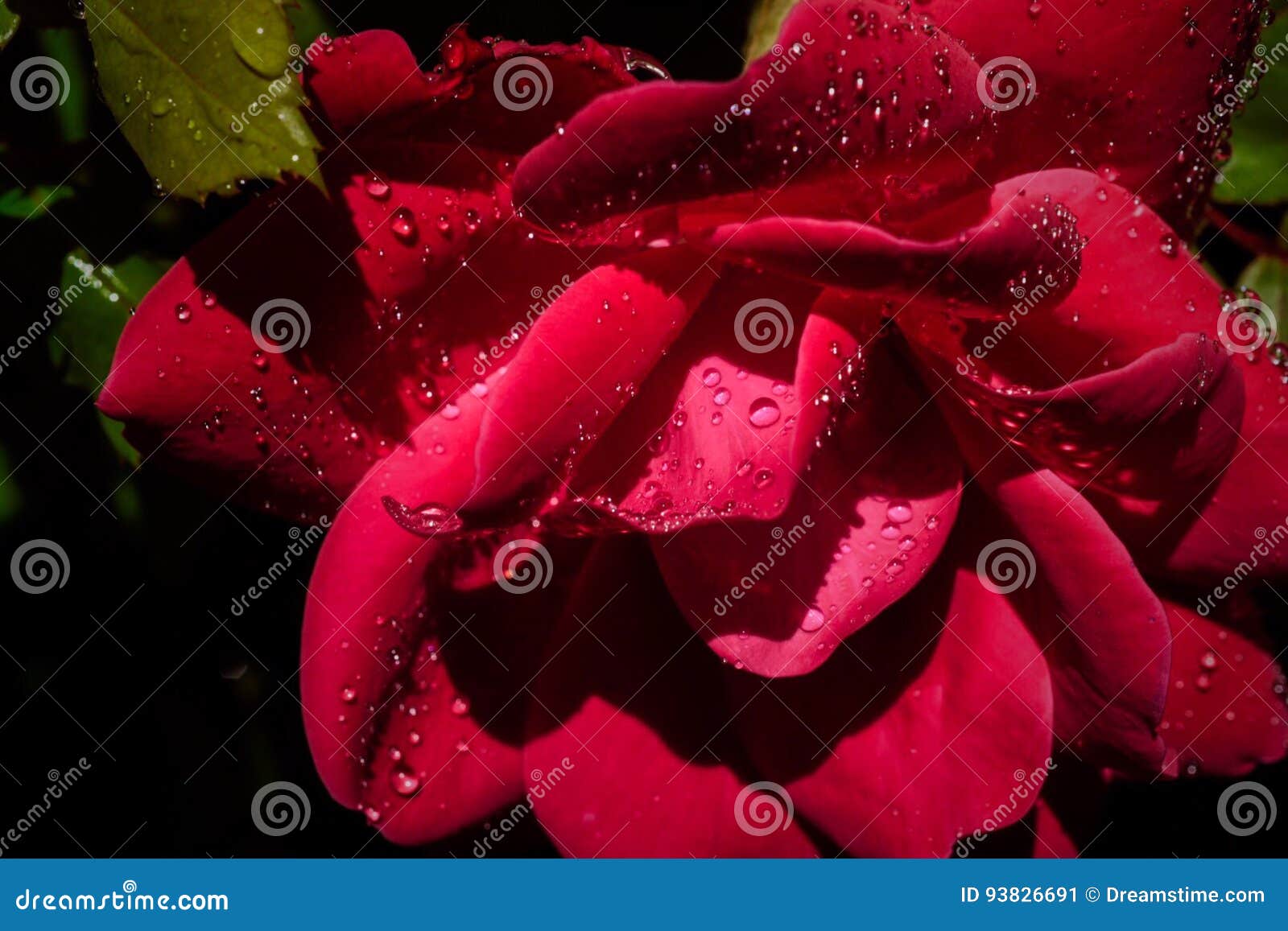 Red rose with dew drops editorial photo. Image of summer - 93826691