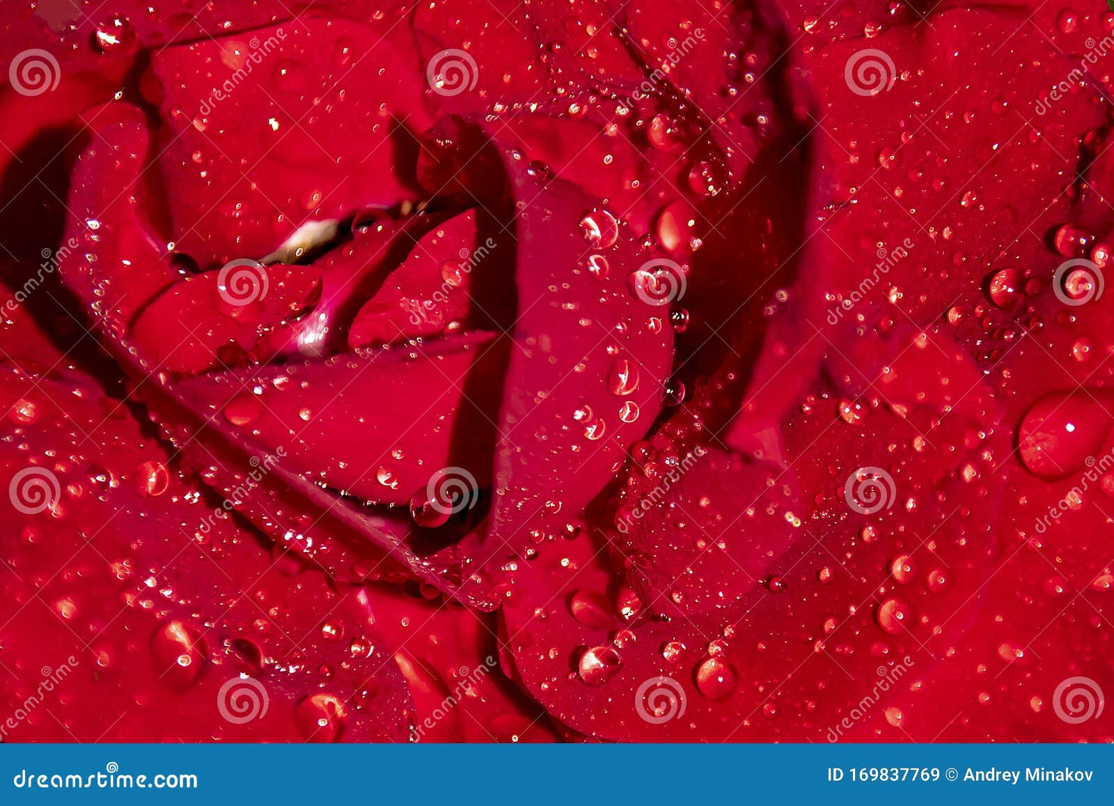 Red Rose Dew Drops Close Up Petals Stock Image - Image of beauty, fresh ...