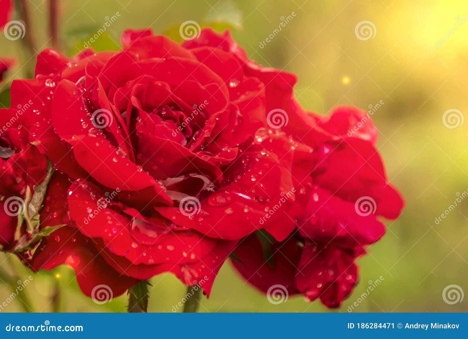 Red Rose Dew Drops Close Up in Sunlight Stock Image - Image of romantic ...