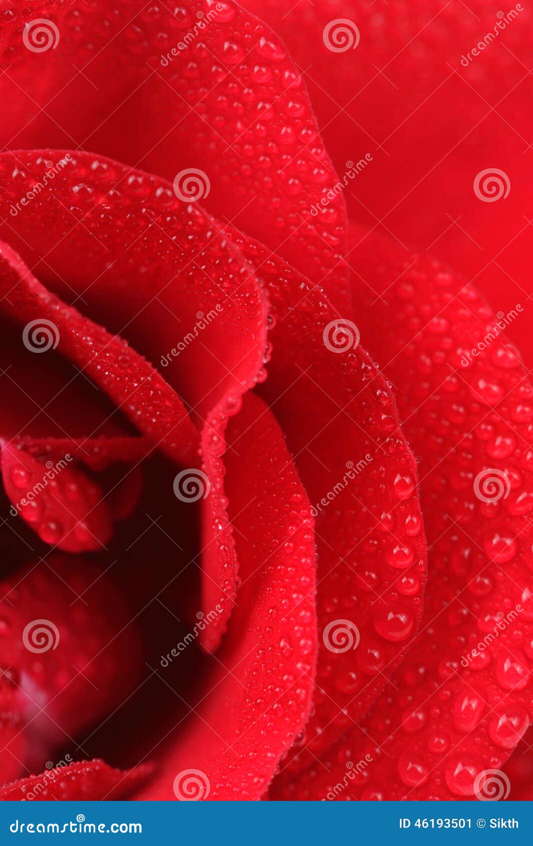 Red Rose with Dew Drops Macro Stock Image - Image of beautiful, pretty ...