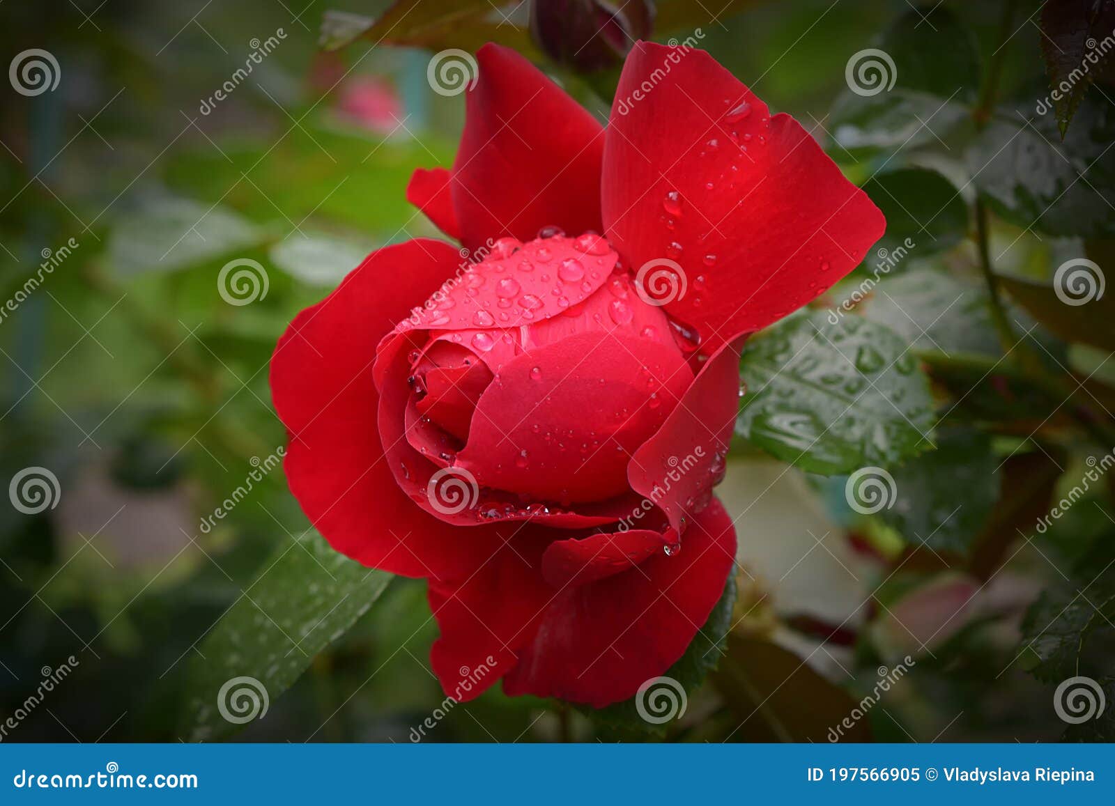 Red Rose with Dew Drops on the Petals Stock Image - Image of gift ...
