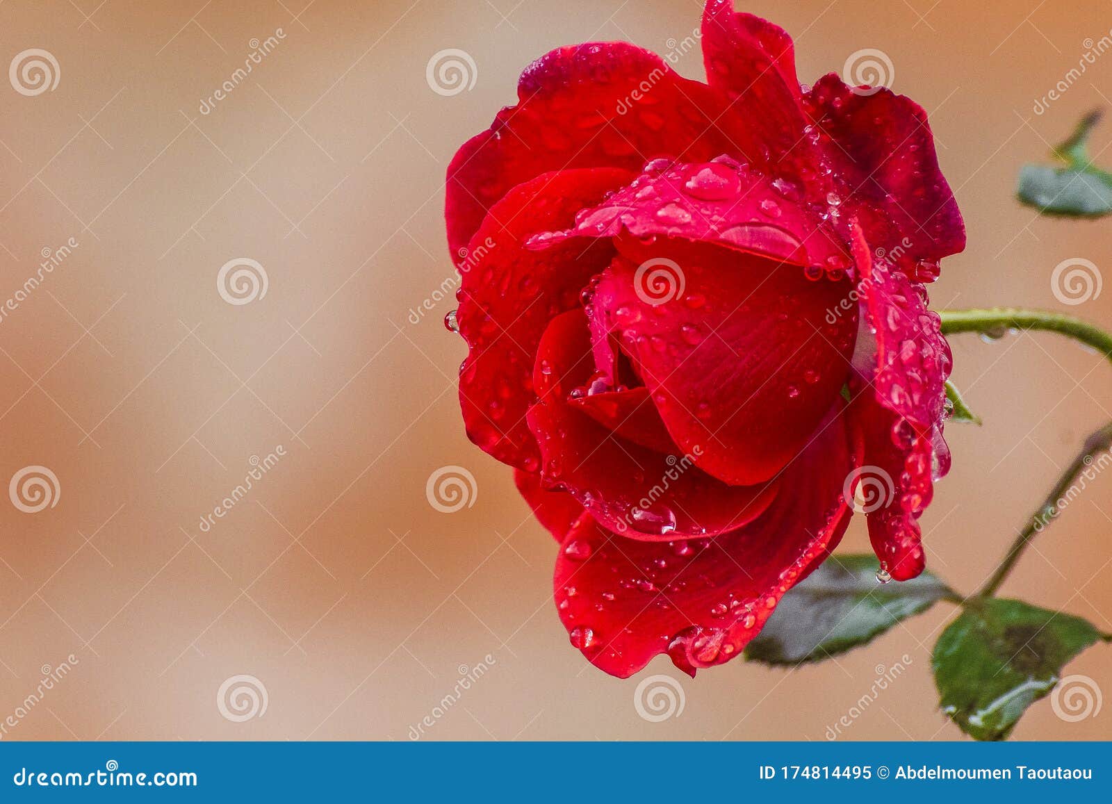 Red rose with dew drops stock image. Image of flowers - 174814495