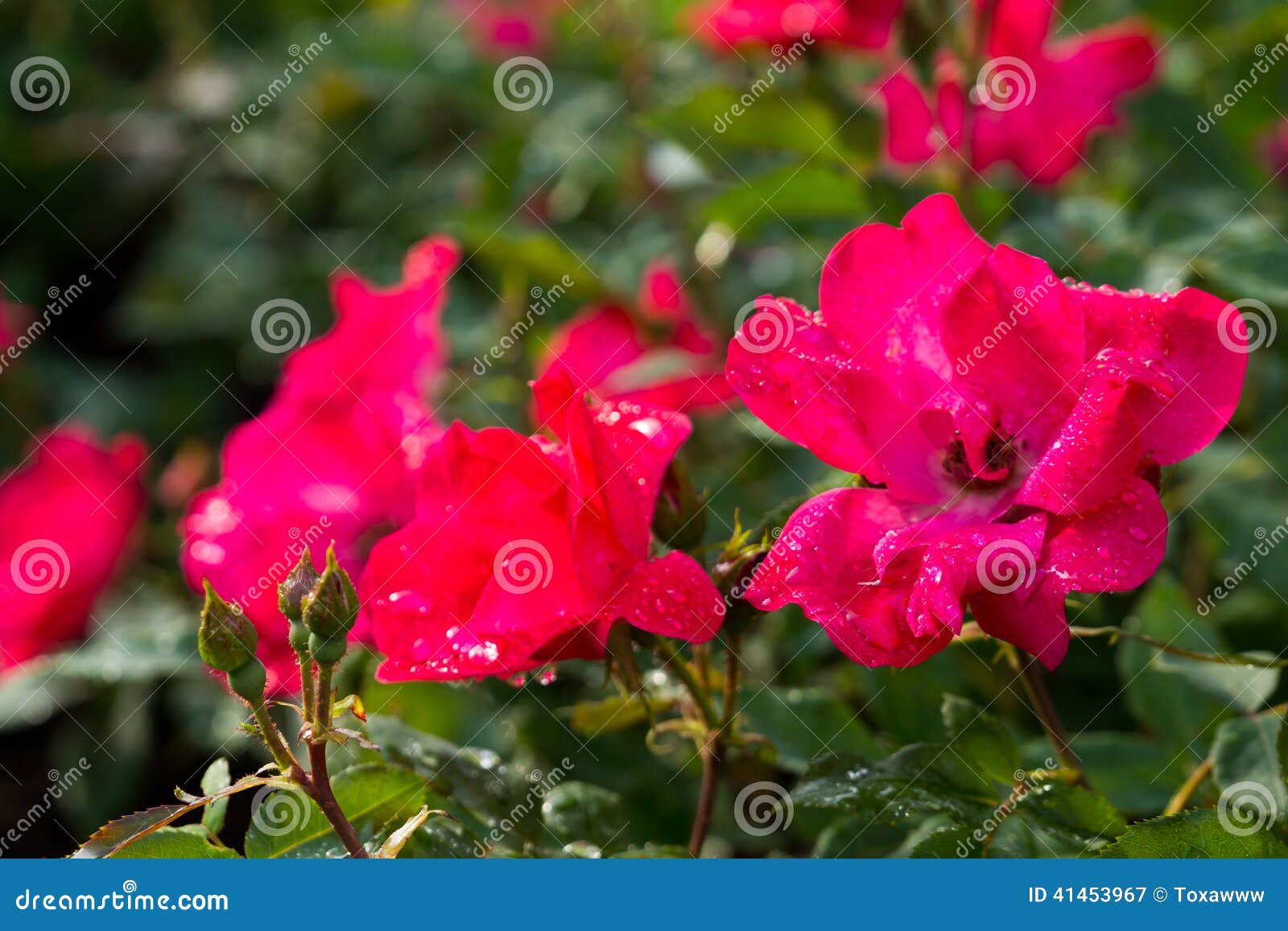 Red rose with dew drops stock image. Image of drops, garden - 41453967