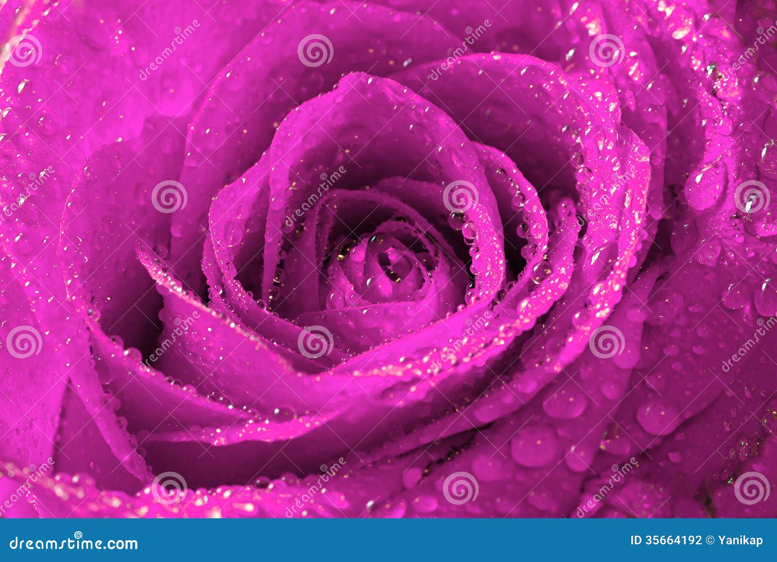 Red rose with dew drops stock photo. Image of frame, flora - 35664192