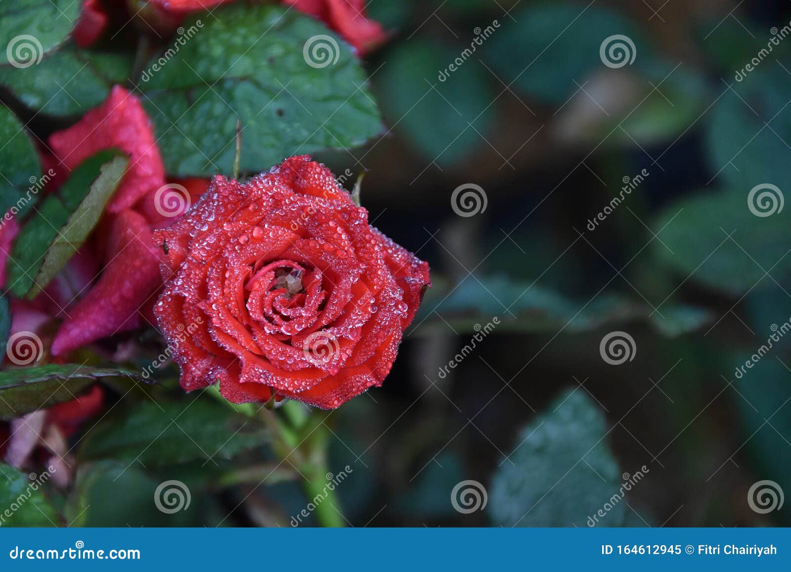 Red Rose with Dew stock image. Image of plant, park - 164612945