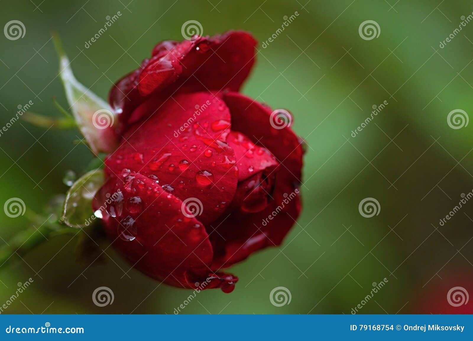 Red Rose with Dew stock photo. Image of romance, beauty - 79168754