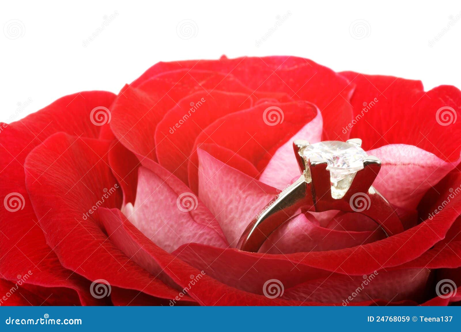 Red rose with diamond ring stock image. Image of detailed - 24768059
