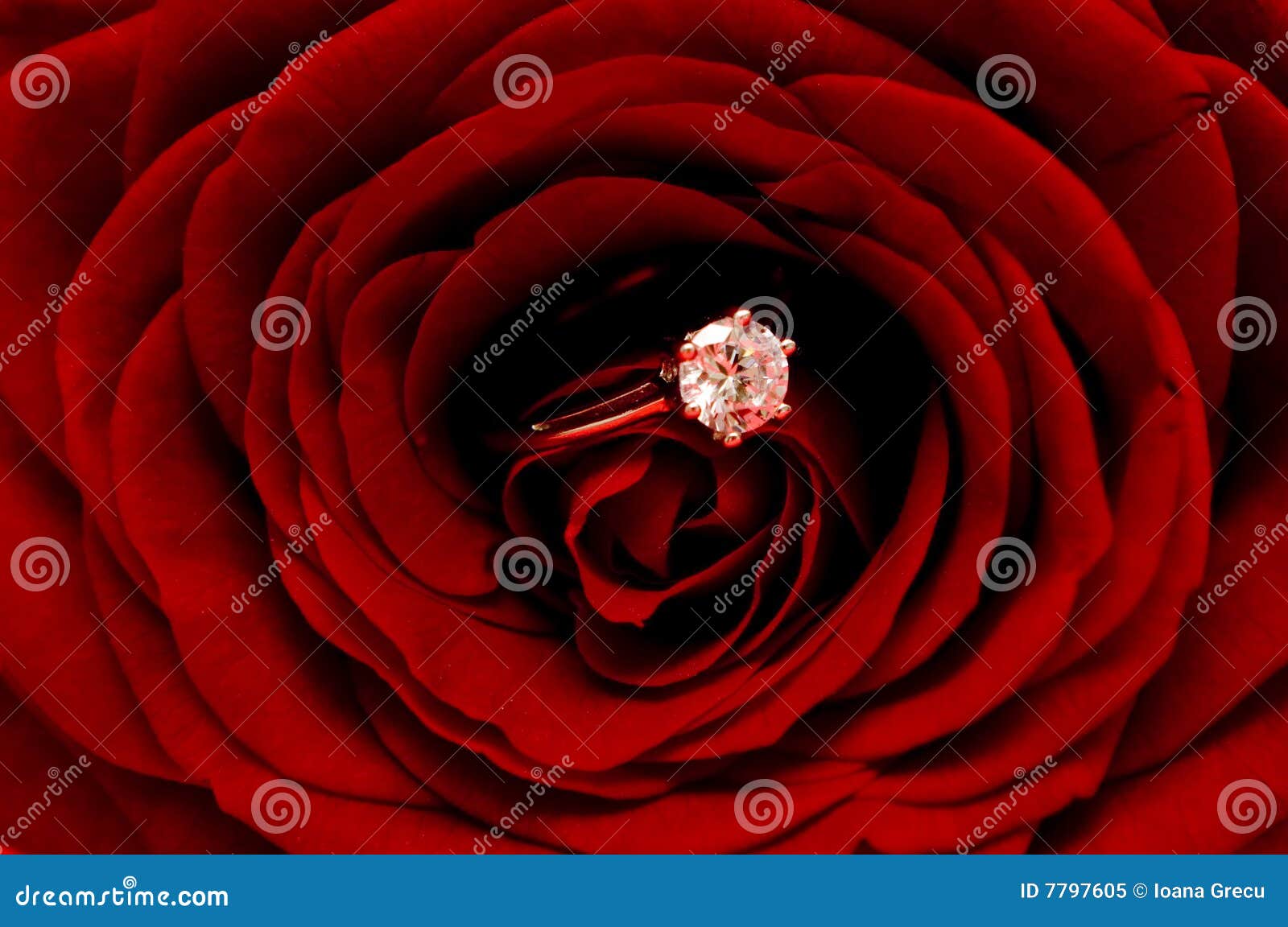 Red Rose with diamond ring stock image. Image of ring - 7797605