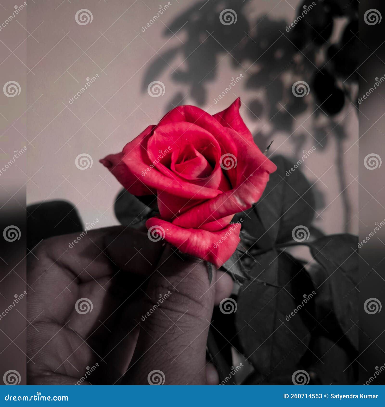 Red Rose Display Profile stock image. Image of rose - 260714553