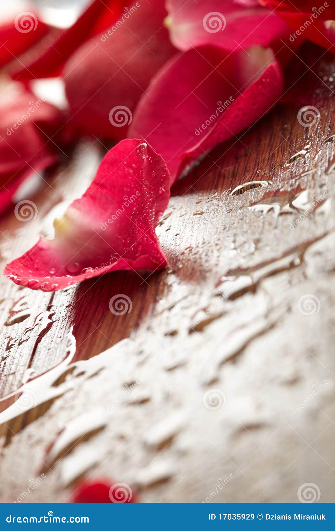 Red rose, drop water stock image. Image of drop, romantic - 17035929