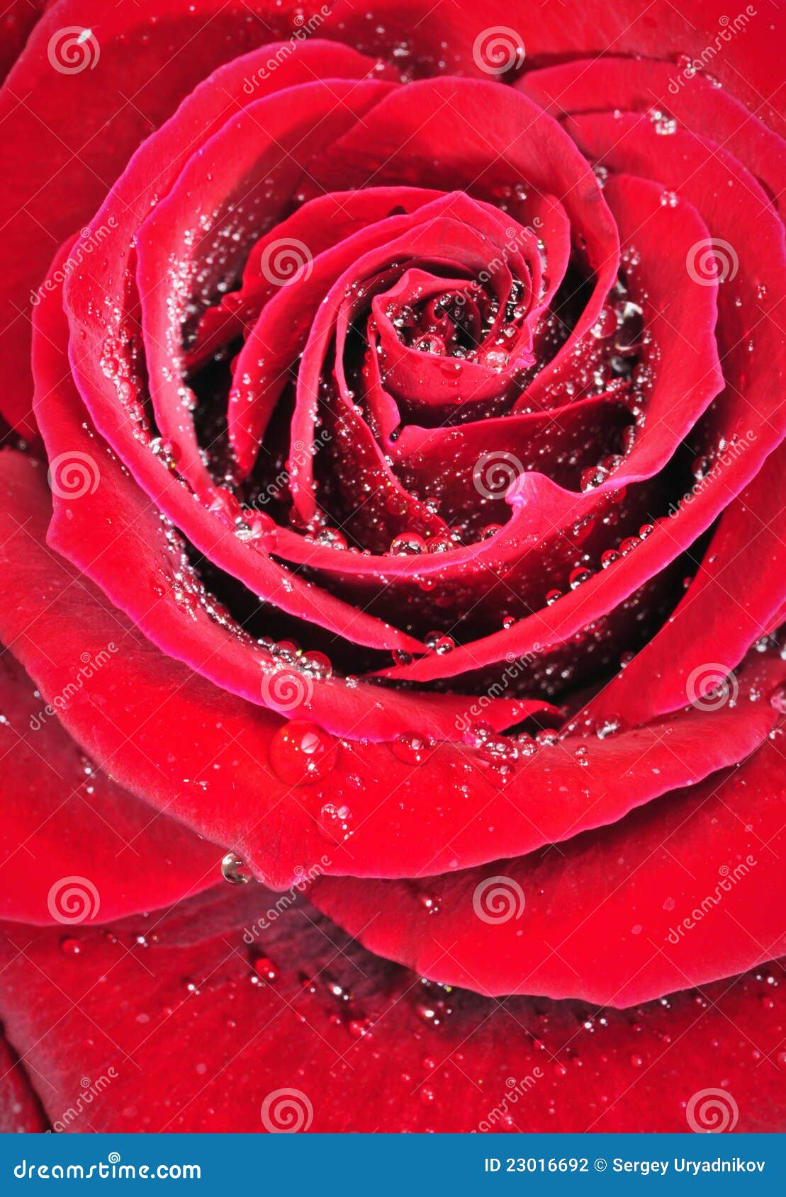 Red rose with droplets stock photo. Image of botanical - 23016692