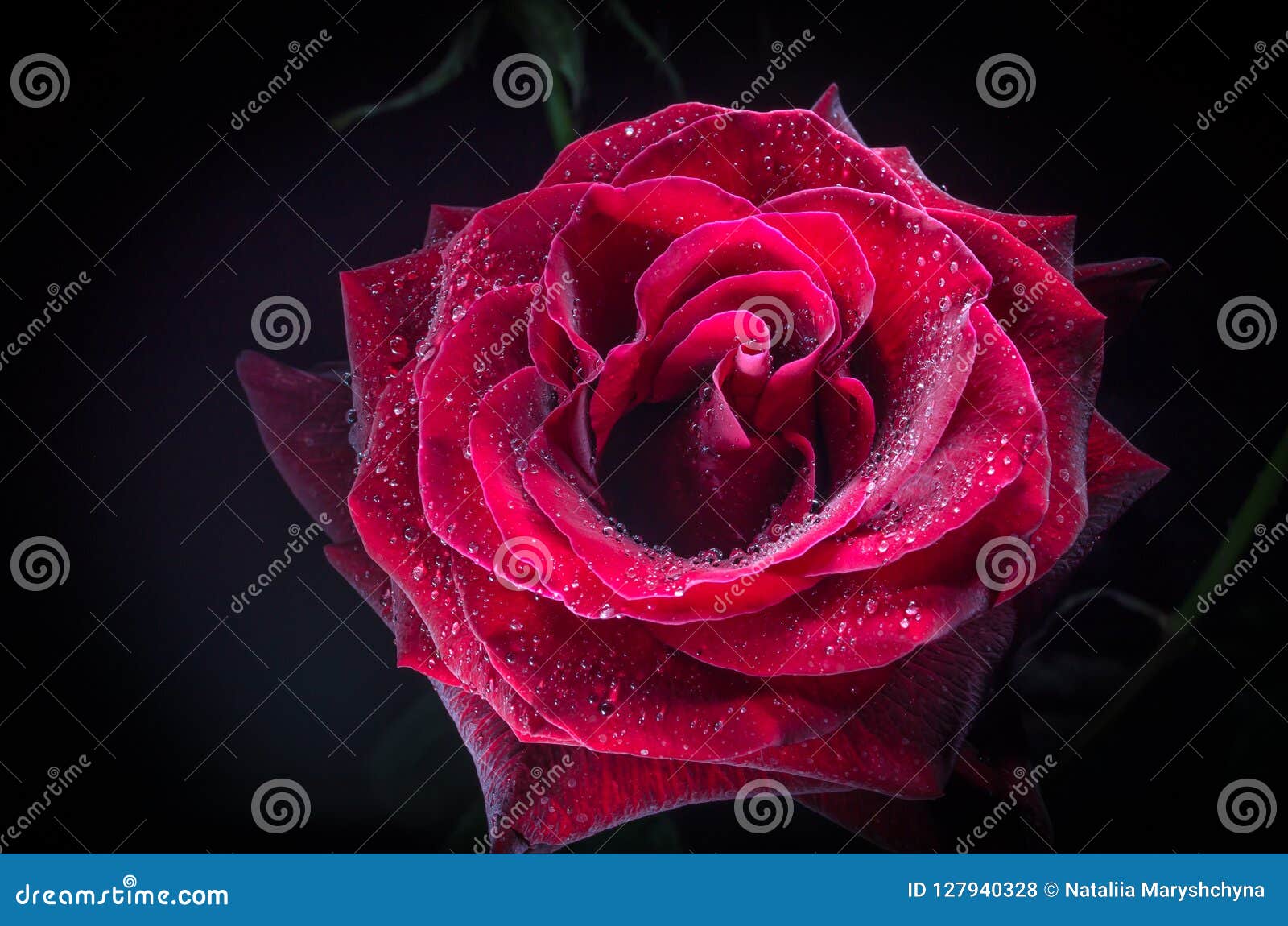 Red Rose with Drops of Dew on Black Background. Stock Photo - Image of ...