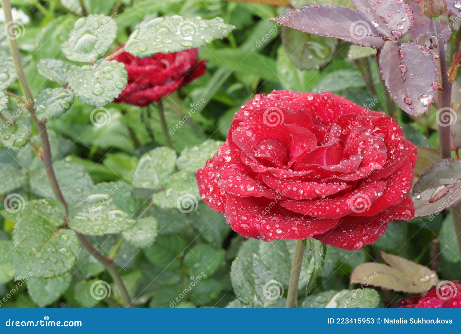 Red Rose in Drops after Rain Stock Image - Image of valentine, nature ...