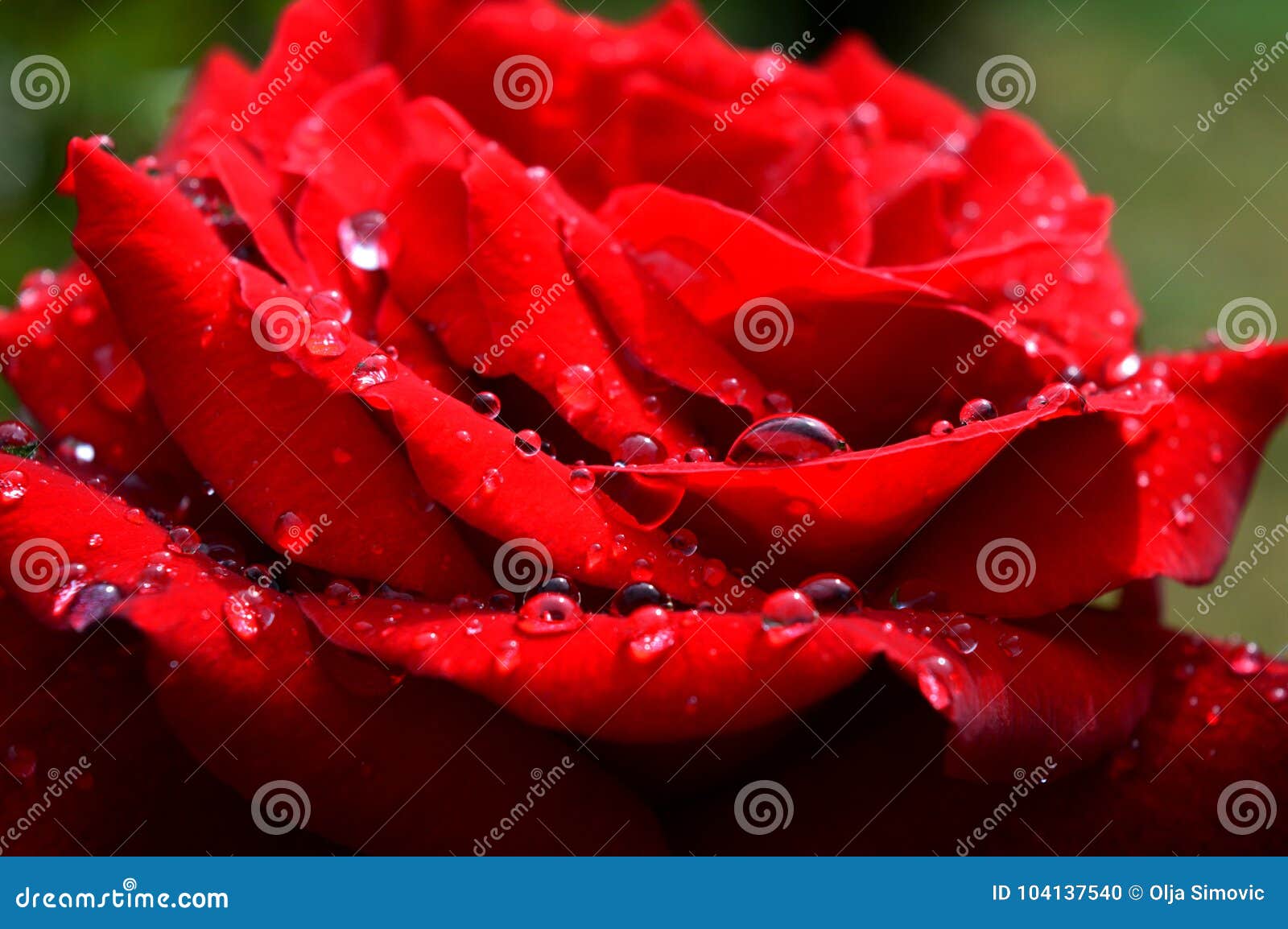 Red rose with drops stock photo. Image of drop, rose - 104137540