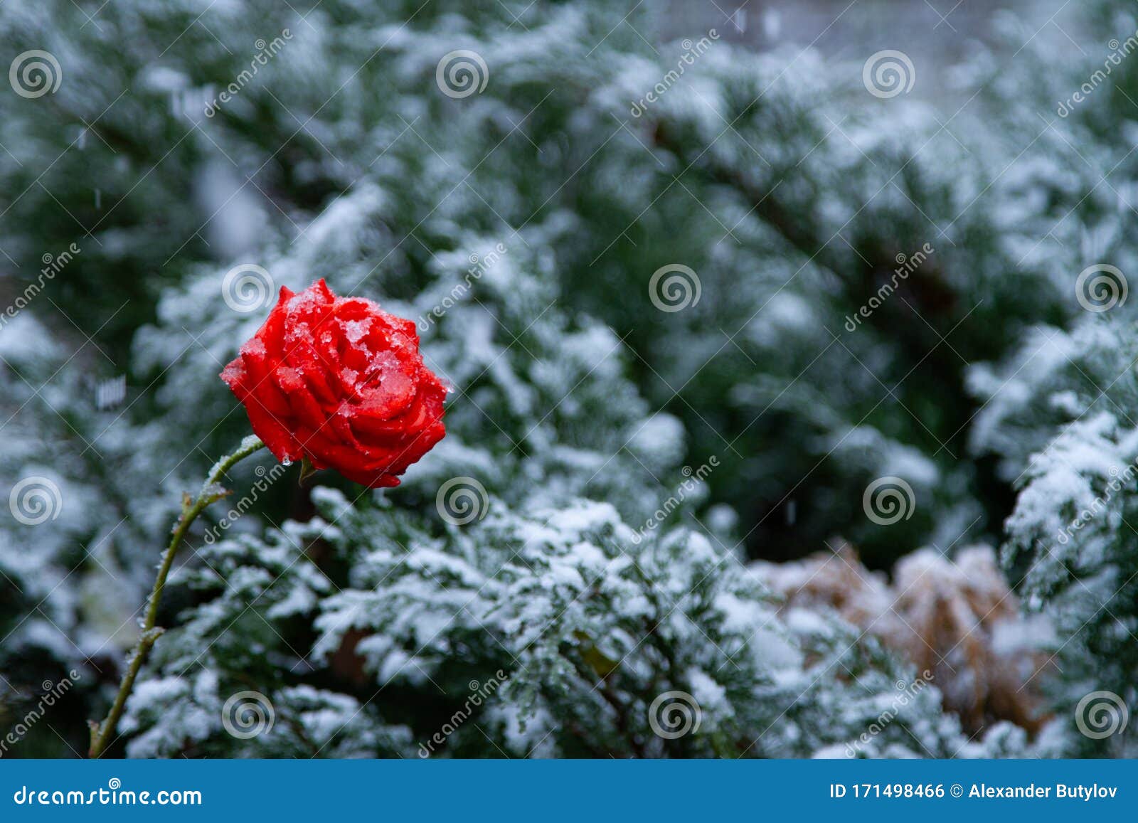 Red Rose with Drops in the Snow Stock Photo - Image of white, beautiful ...