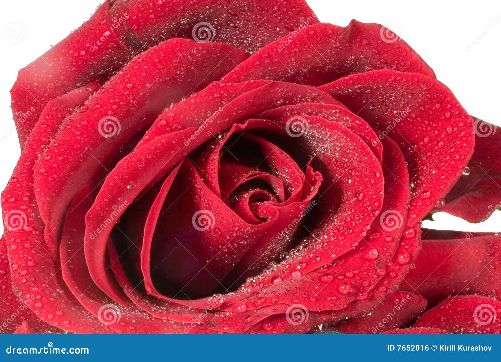 Red Rose with Drops of Water Stock Photo - Image of flower, white: 7652016