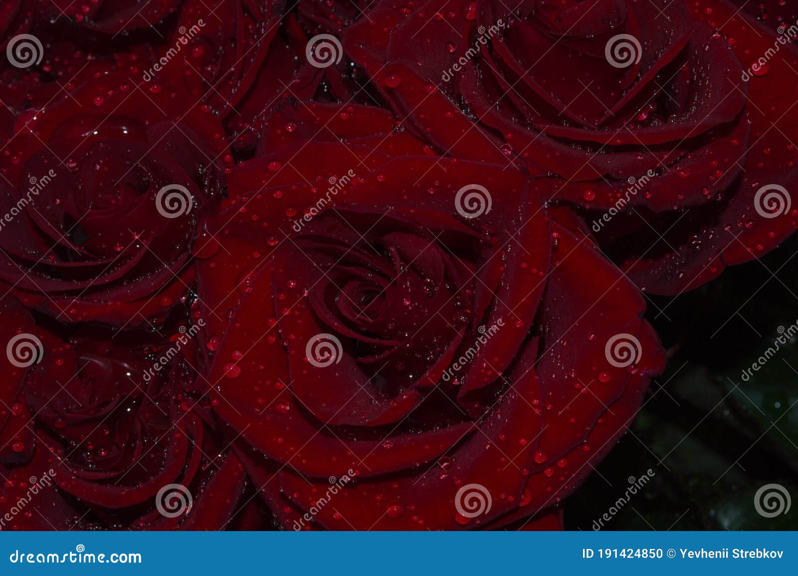 Red Rose with Drops of Water Against a Dark Background Stock Photo ...