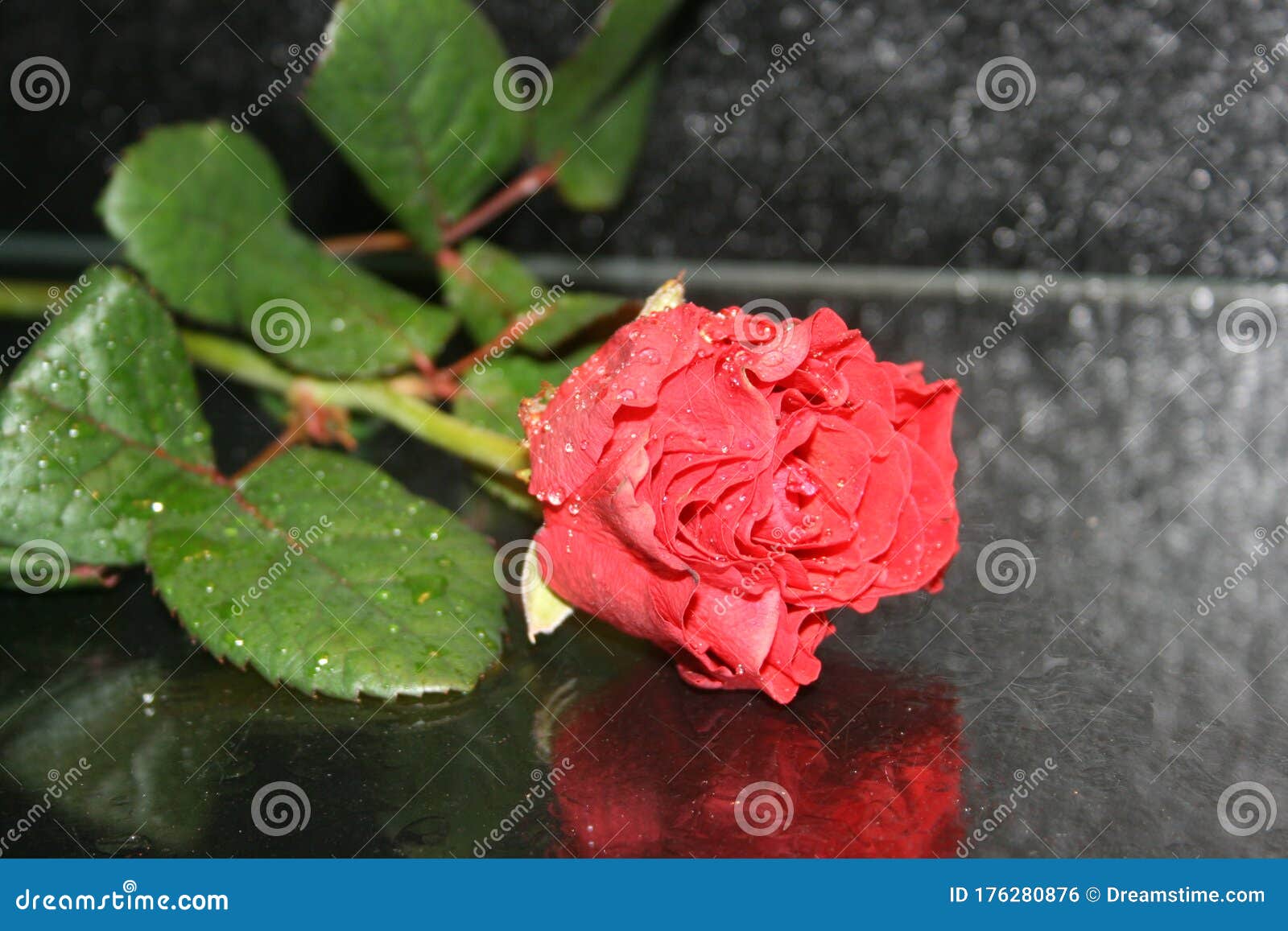A Red Rose with Drops of Water on the Black Background Stock Photo ...
