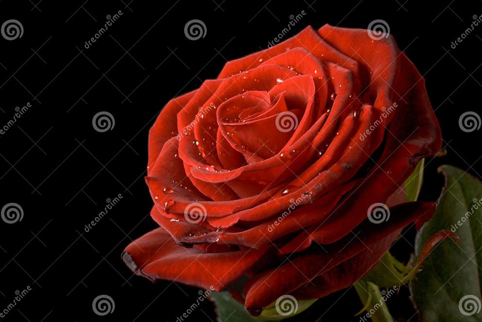 Red Rose with Drops of Water on Black Background Stock Image - Image of ...