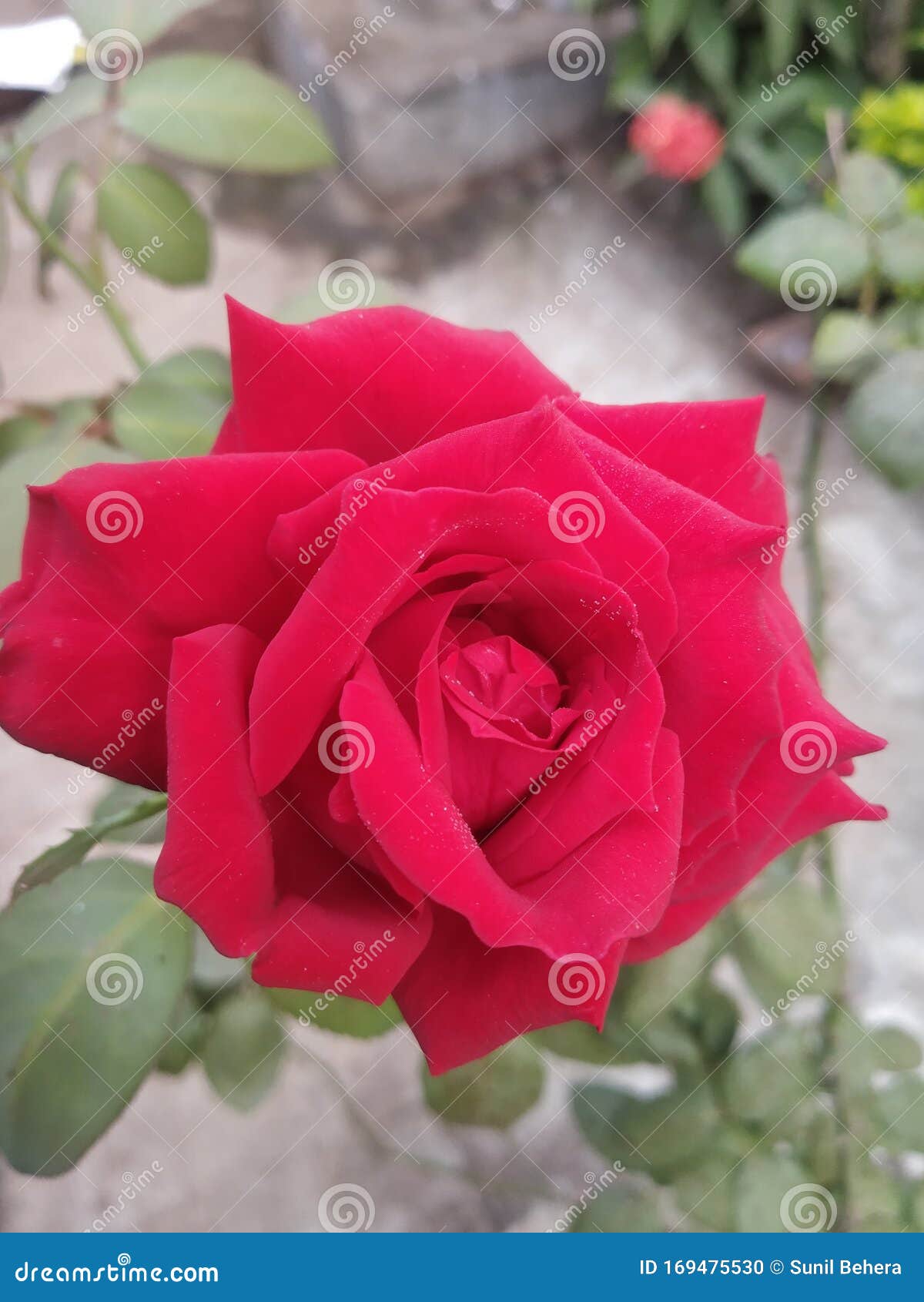 Red Rose DSLR Photo Download Stock Photo - Image of download, rose ...