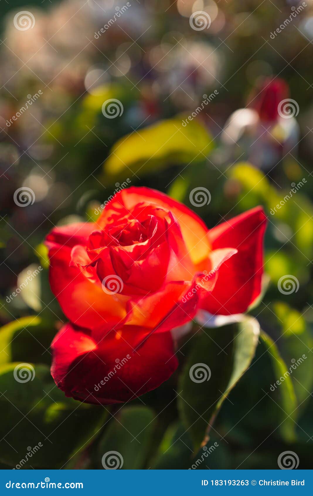 Red Rose in the Evening Sunshine with a Soft Bokeh Background of the ...