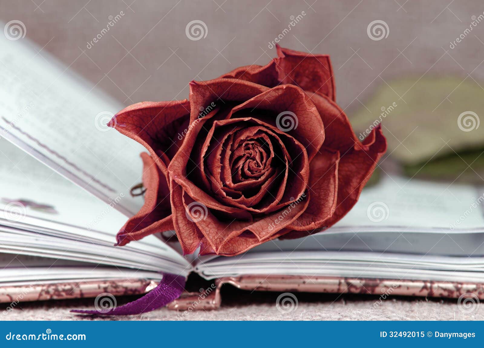 Red rose stock image. Image of bloom, floral, romantic - 32492015