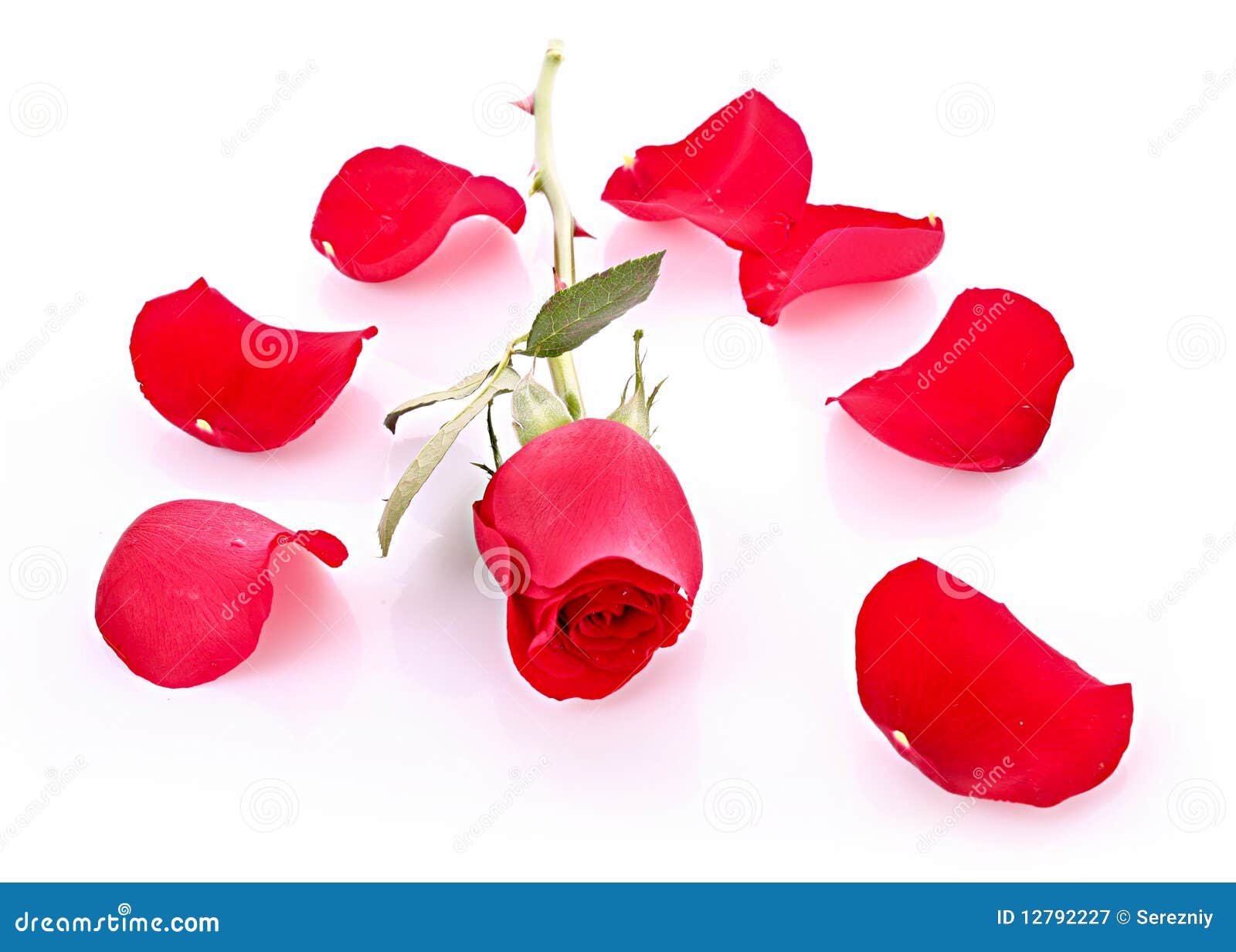 Red Rose with Fallen Petals Isolated Stock Image - Image of closeup ...