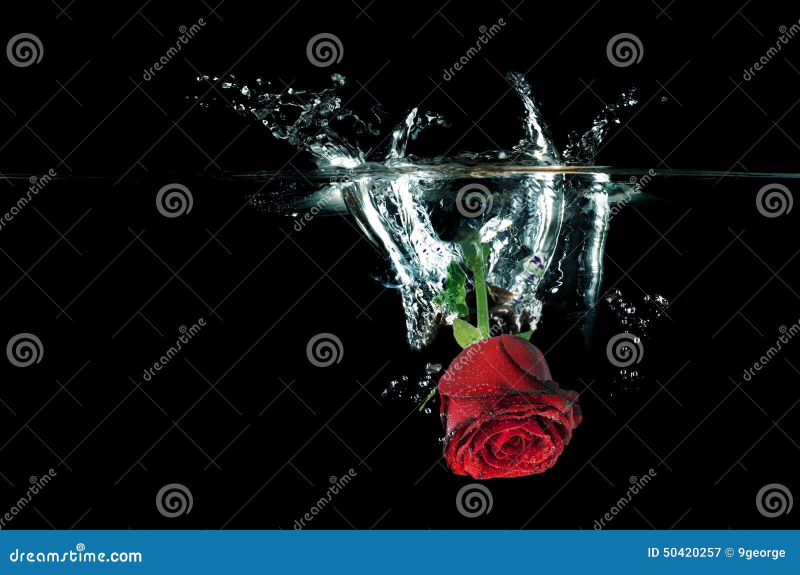Red Rose Falling on Water Splashing. Stock Image - Image of taste ...