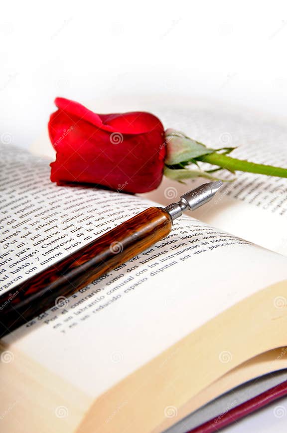Red rose and feather stock image. Image of learn, liking - 17363727