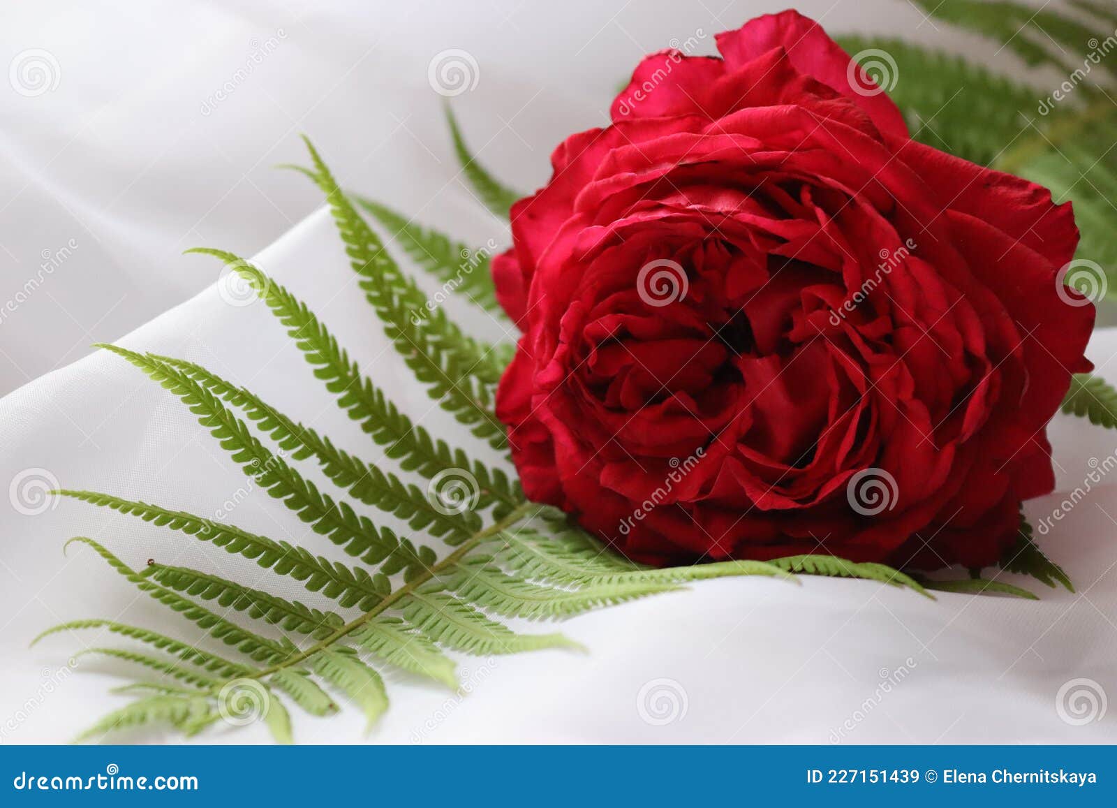 Red Rose. fern stock image. Image of fern, leaf, bouquet - 227151439
