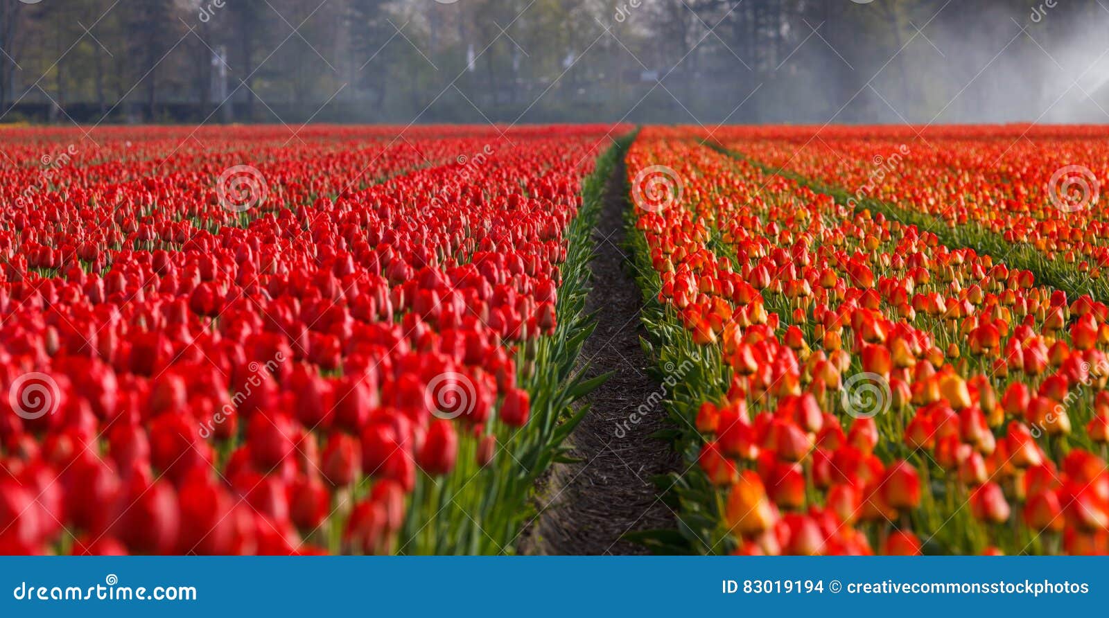 Red Rose Field Picture. Image: 83019194