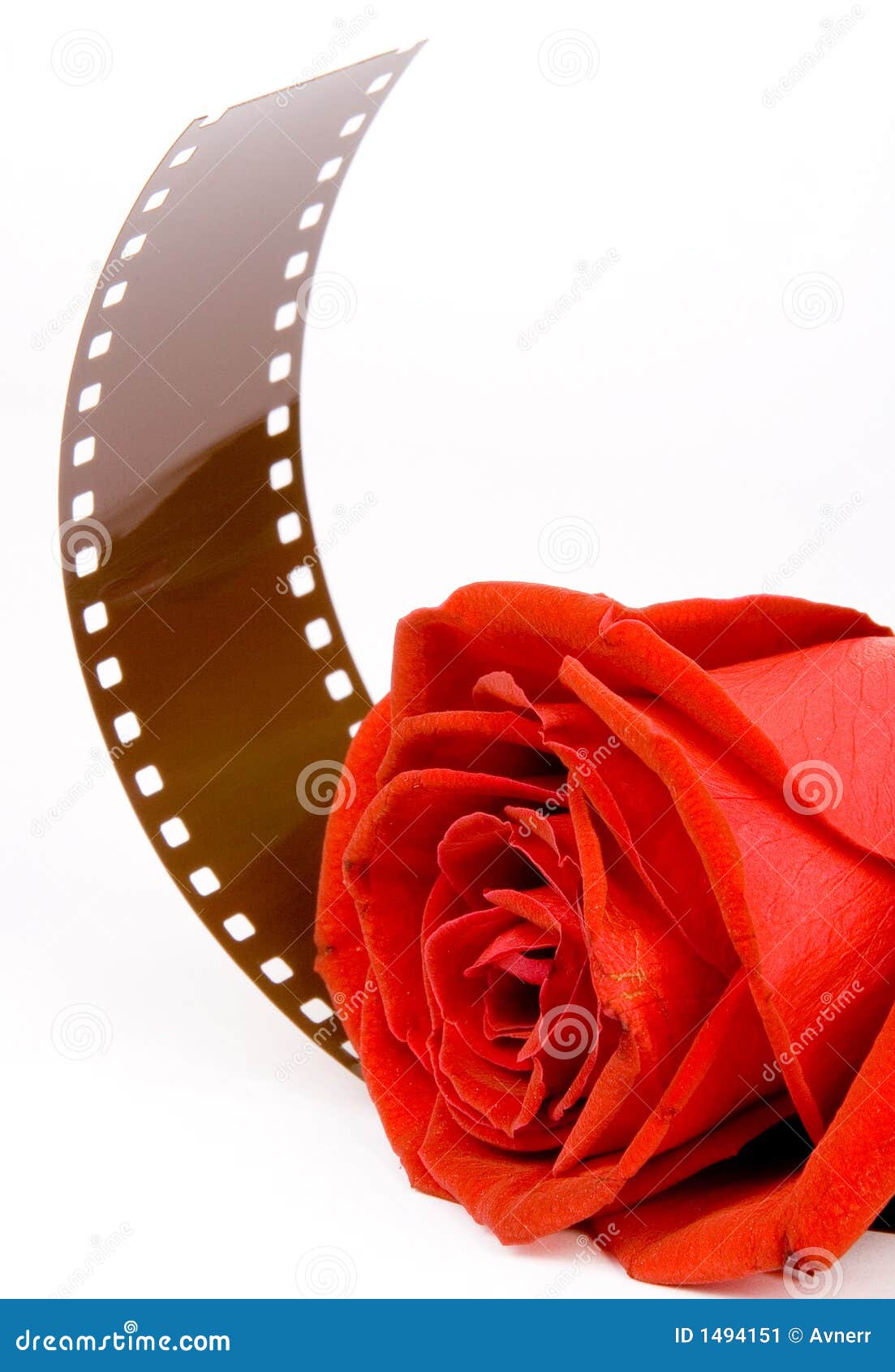 Red rose and film stock image. Image of color, bright - 1494151