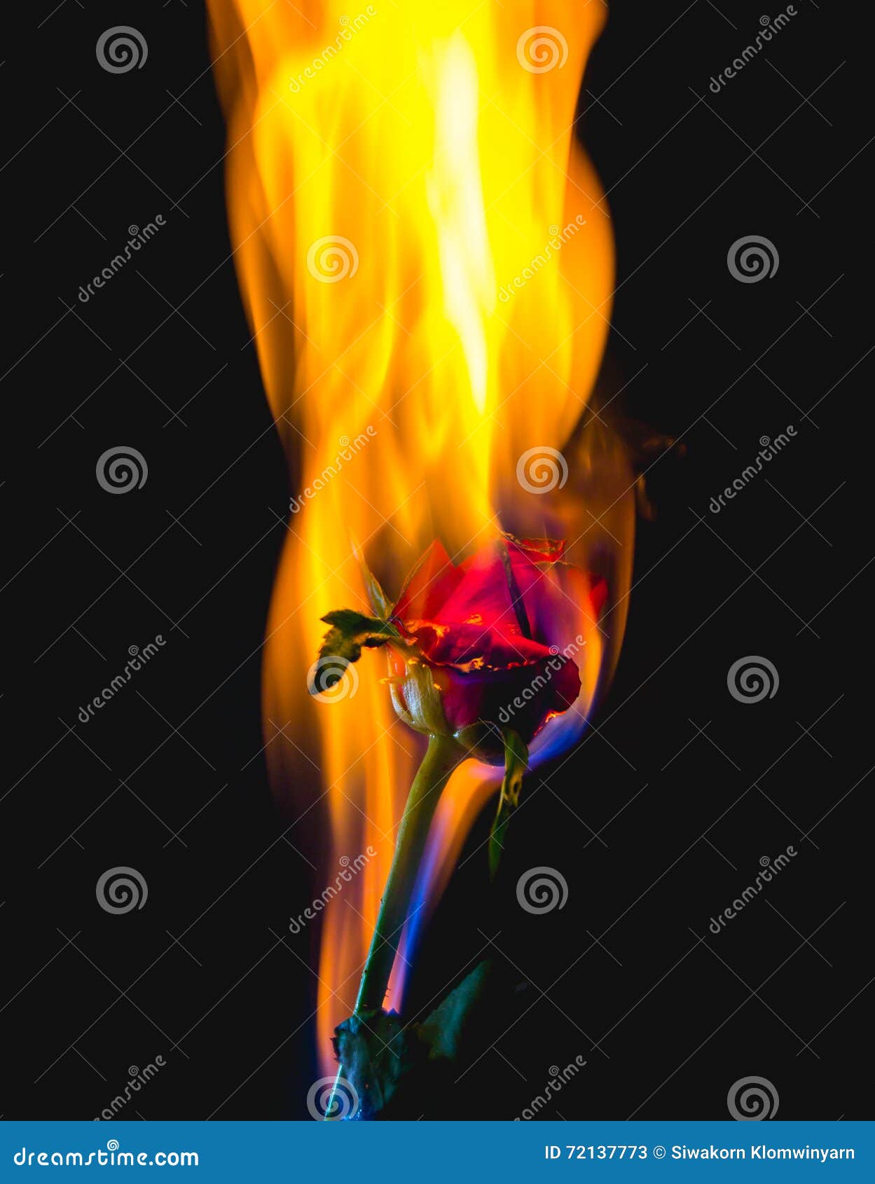 Red rose on fire stock image. Image of macro, petal, beautiful - 72137773
