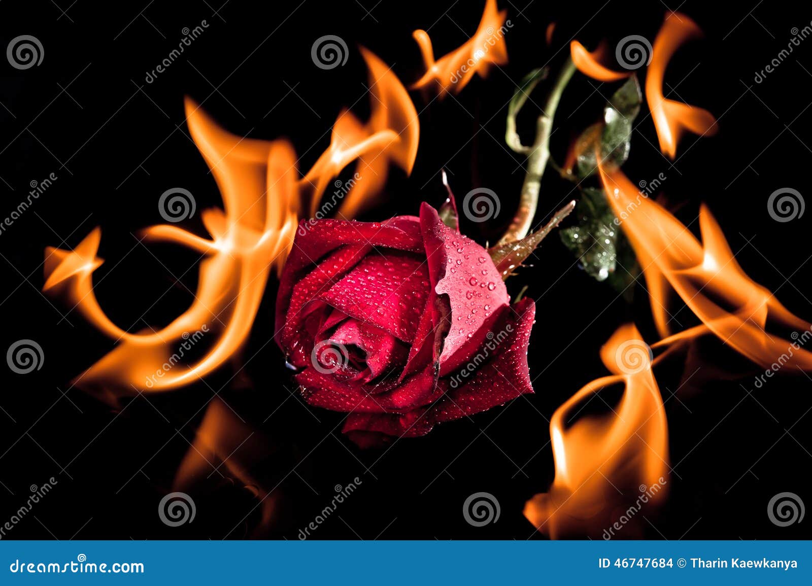 Red Rose On Fire With Black Background High Contrast Stock Photography ...