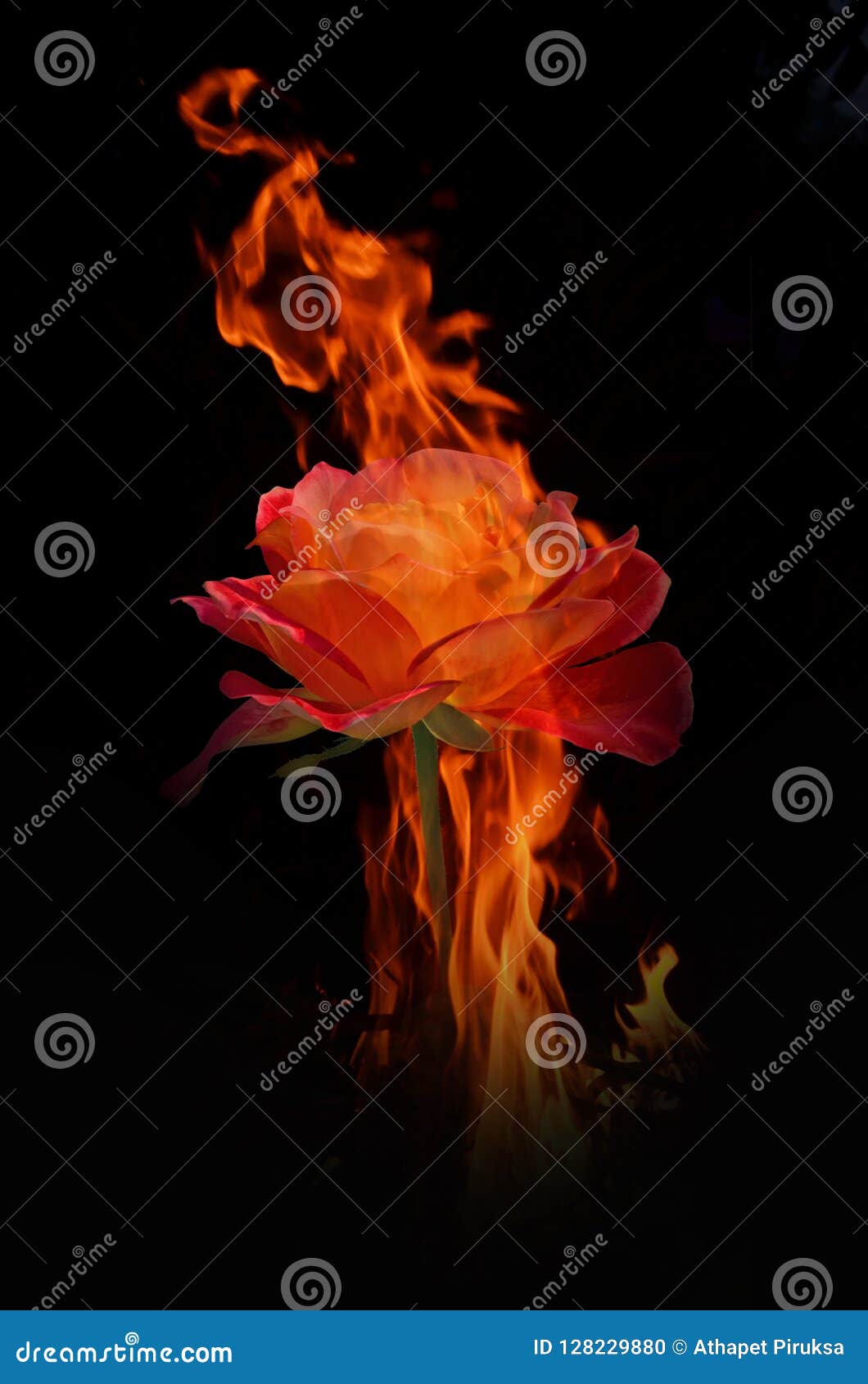 Red Rose in the Flame of Hot Fire Stock Photo - Image of fragrance ...