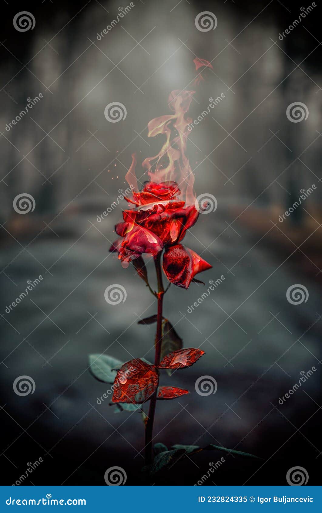 Burning Red Rose. Dark Red Rose on Fire. Flaming Rose Flower. Love ...