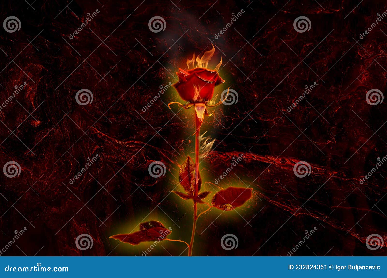Burning Red Rose. Dark Red Rose on Fire. Flaming Rose Flower. Love ...
