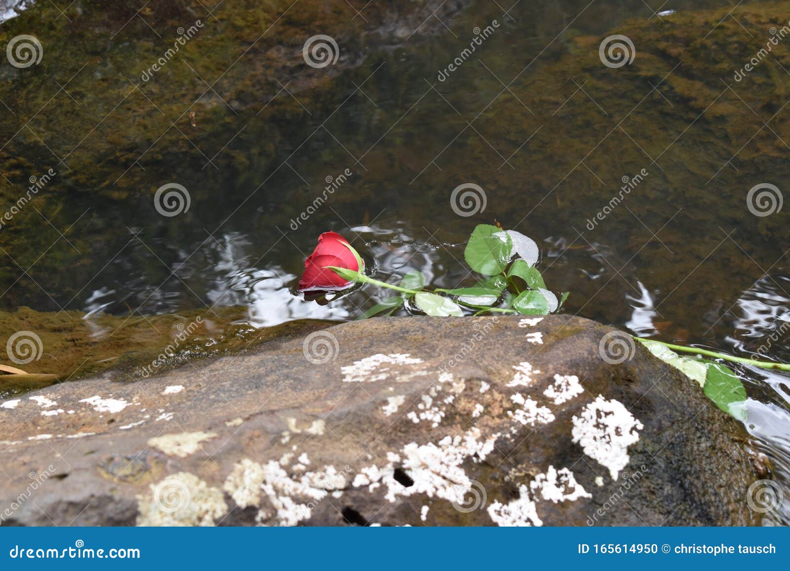 Red Rose Floating in the Water. Stock Photo - Image of beautiful, alone ...