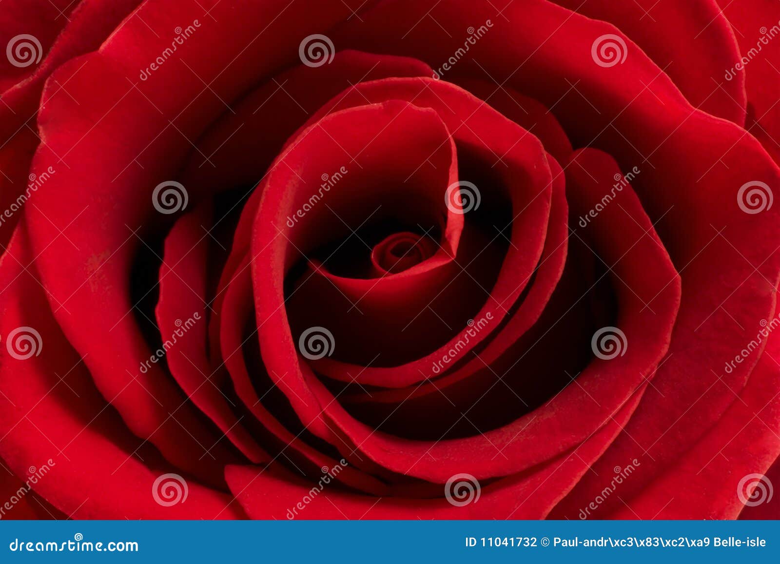 Rose Flower Infested With Aphids. Sap Sucking Insects Stock Photography ...