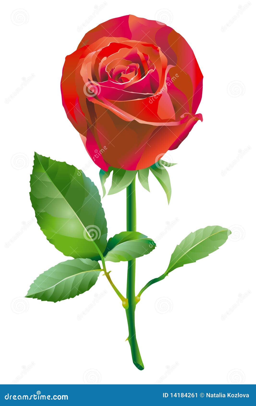 Red_rose_flower stock vector. Illustration of garden - 14184261