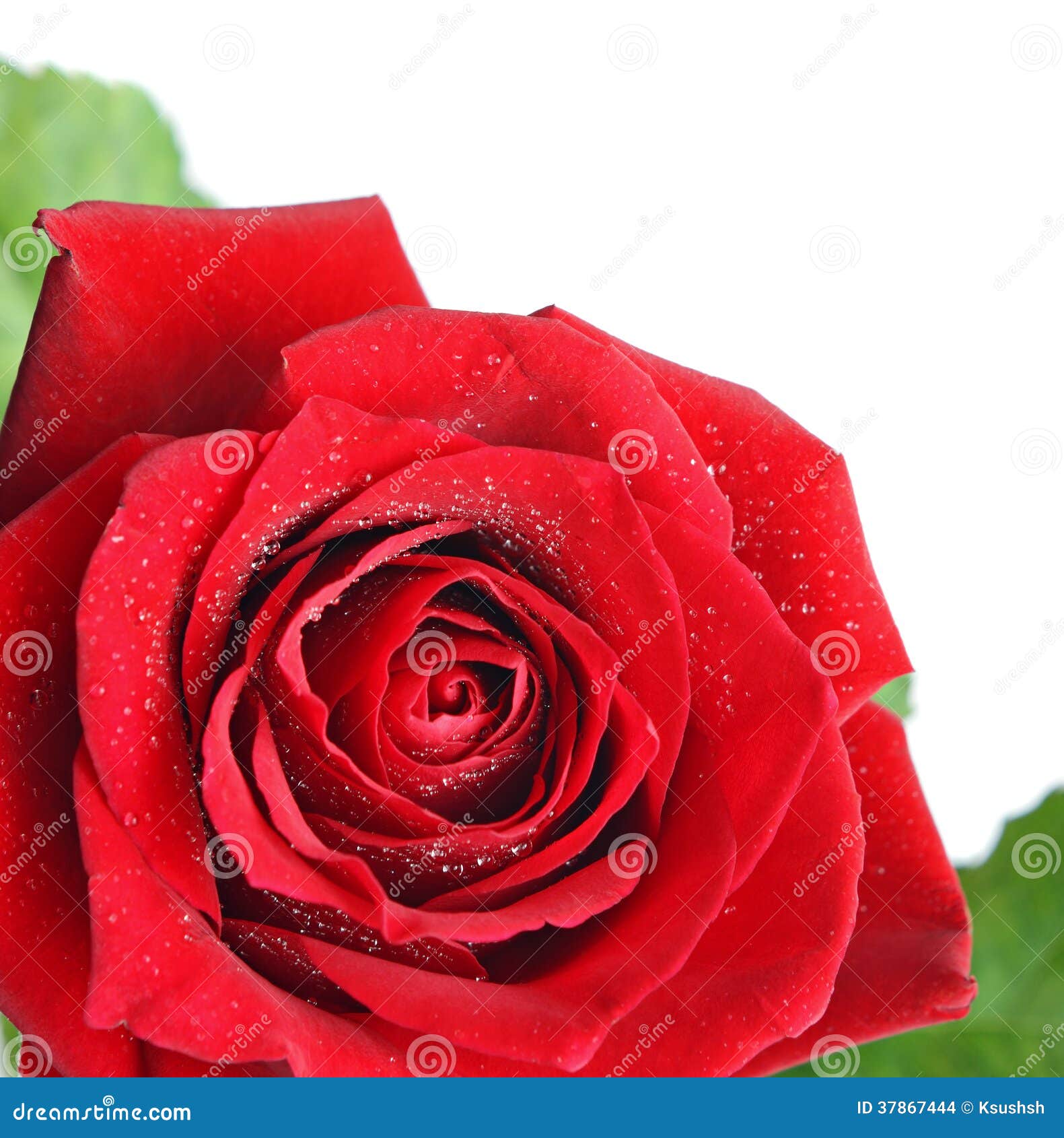 Red rose flower stock photo. Image of rose, holiday, love - 37867444