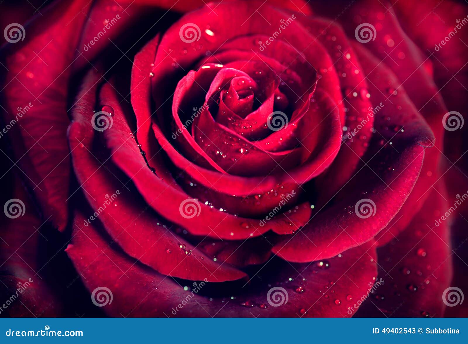 Red rose flower background stock image. Image of background - 49402543