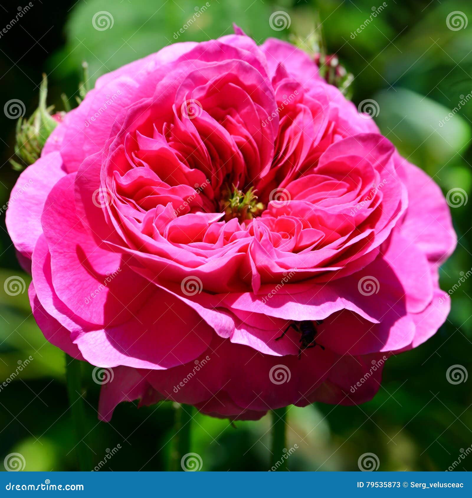 Red rose stock image. Image of beautiful, head, bright - 79535873