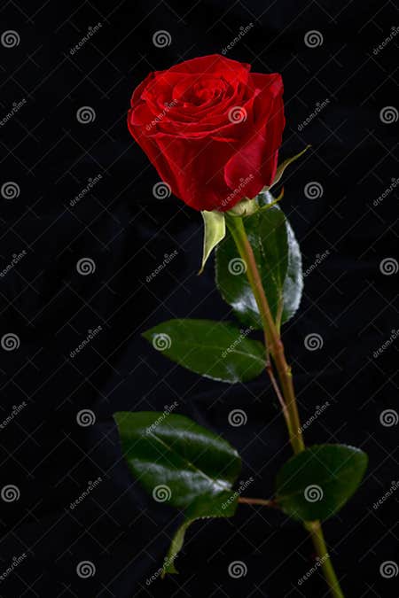 Red Rose Flower on Black Background Stock Image - Image of beauty ...