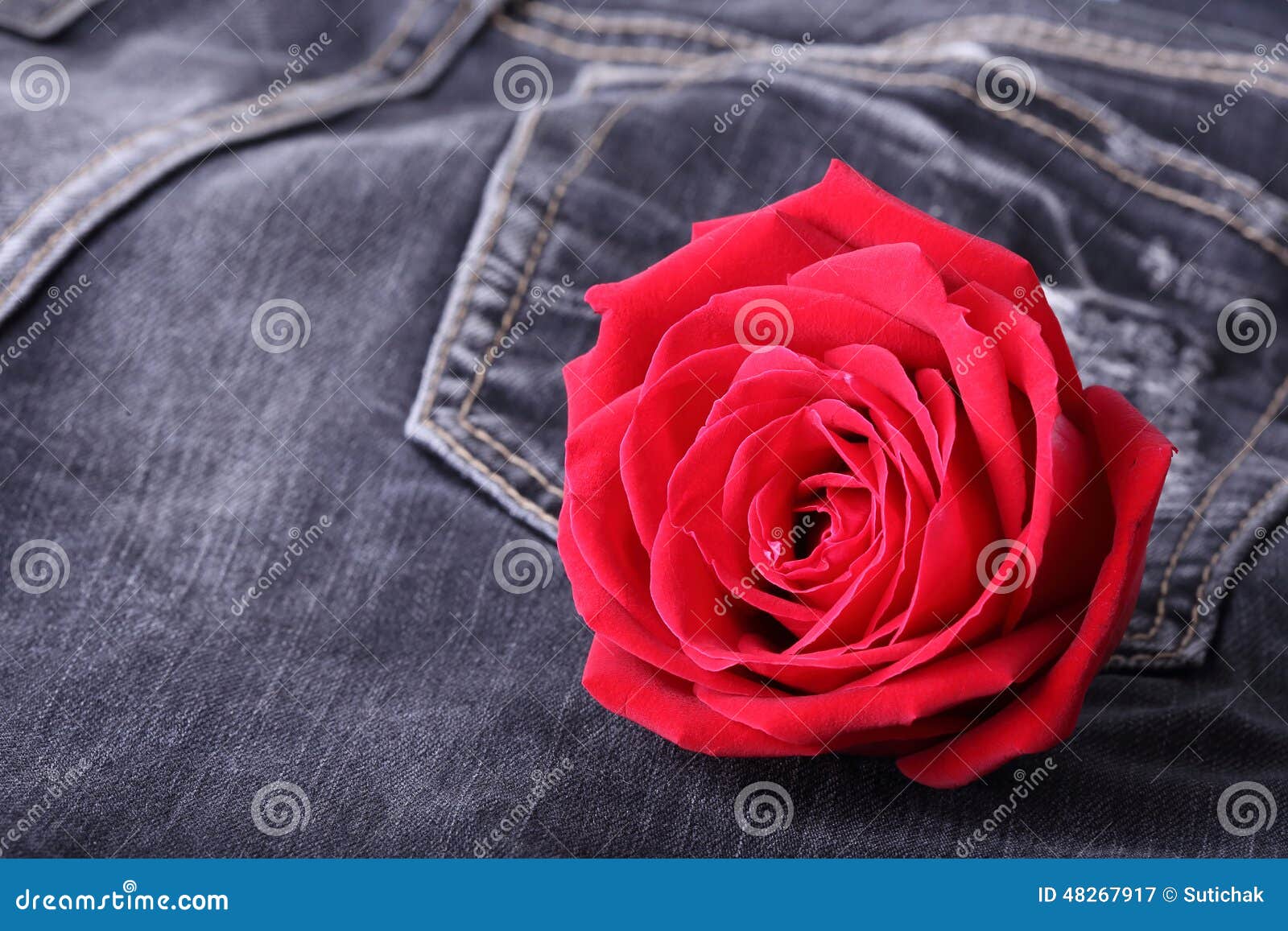 Red Rose Flower on Black Jeans Denim Stock Image - Image of beauty ...